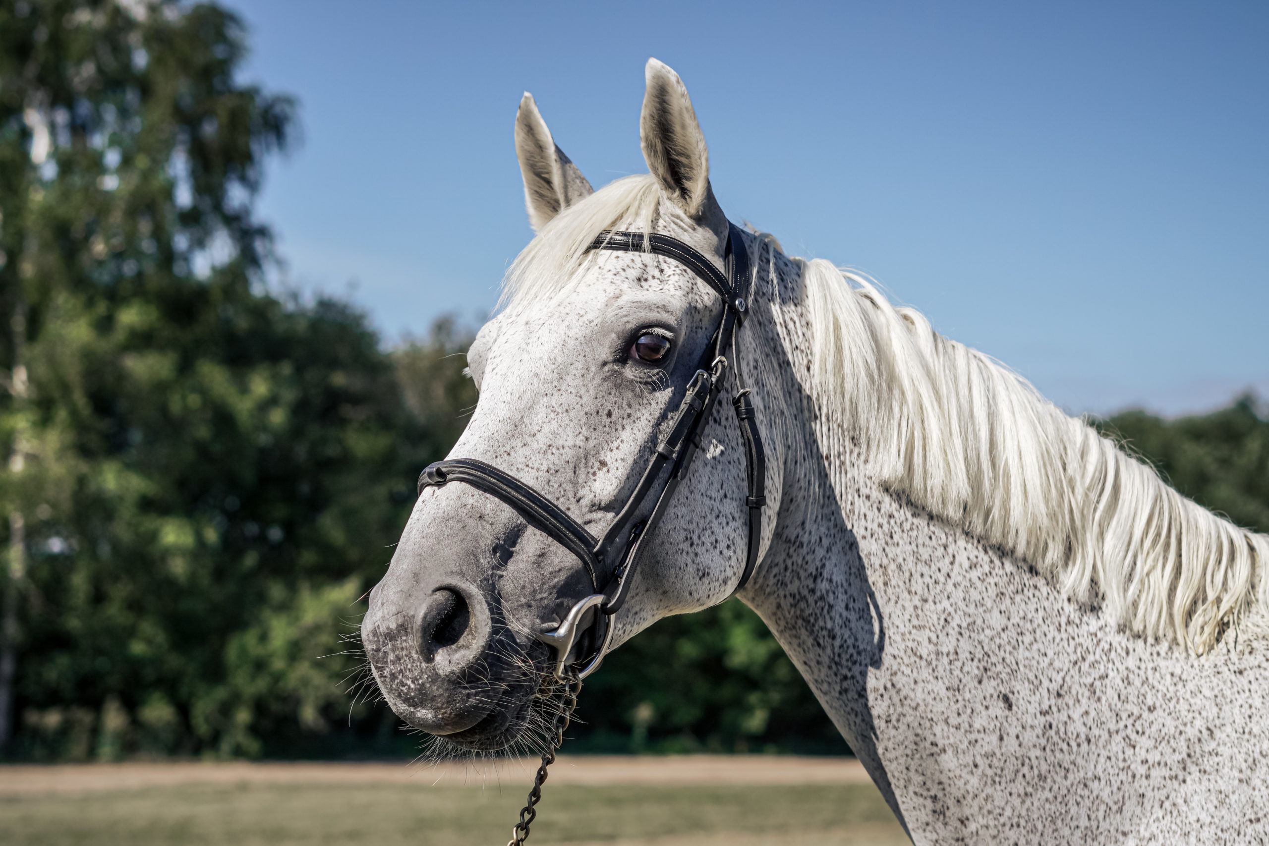 Gestüt am Fuchsgarten